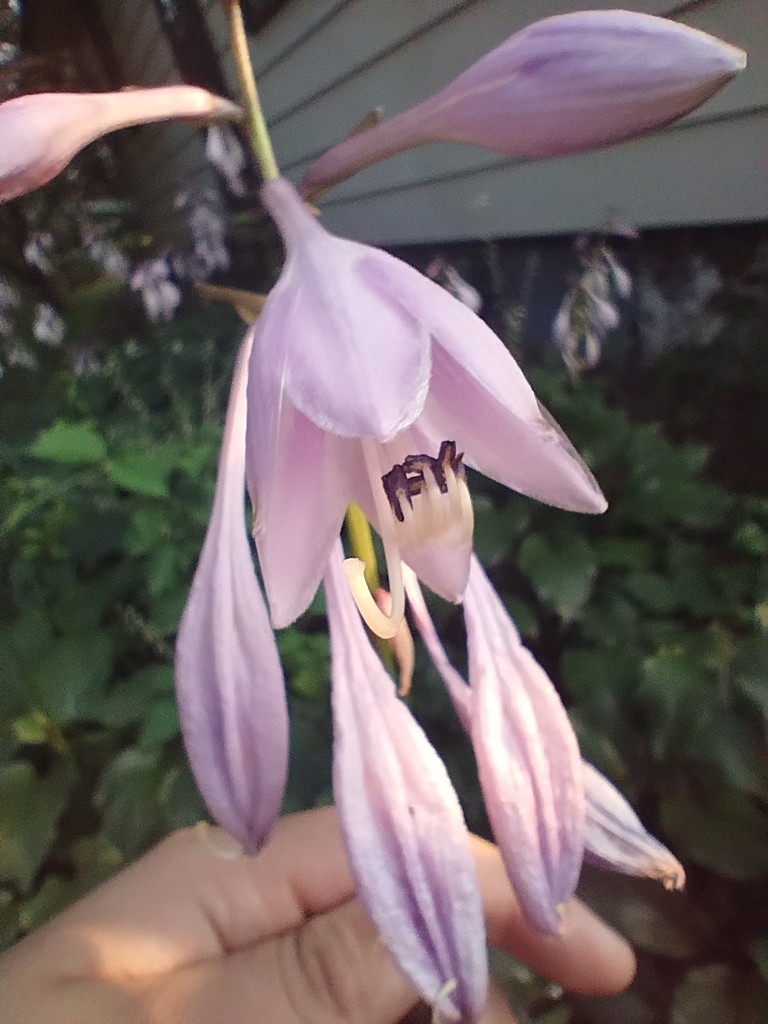 hostas from Wood River, WI 54840, USA on July 25, 2024 at 08:03 PM by ...