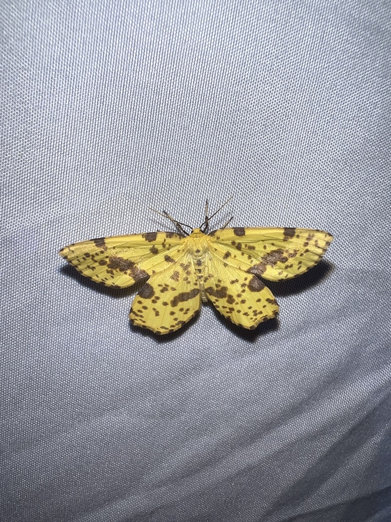 Crocus Geometer Moths in July 2024 by Kyle Klotz · iNaturalist