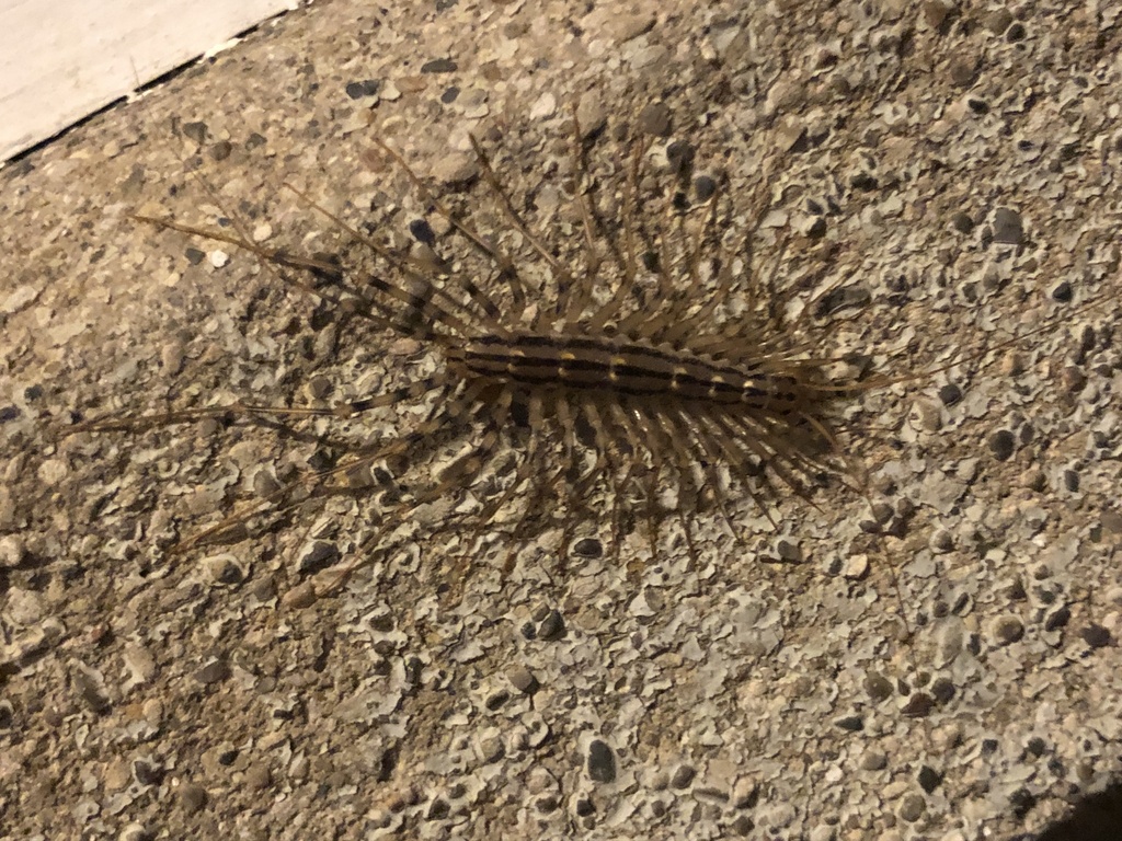 House Centipede from S Prairie St, Champaign, IL, US on July 25, 2024 ...