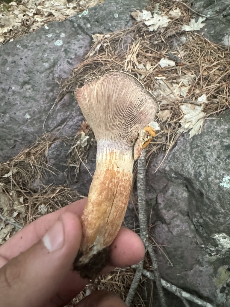 Red-bleeding Milk Cap from Coronado National Forest, Elgin, AZ, US on ...