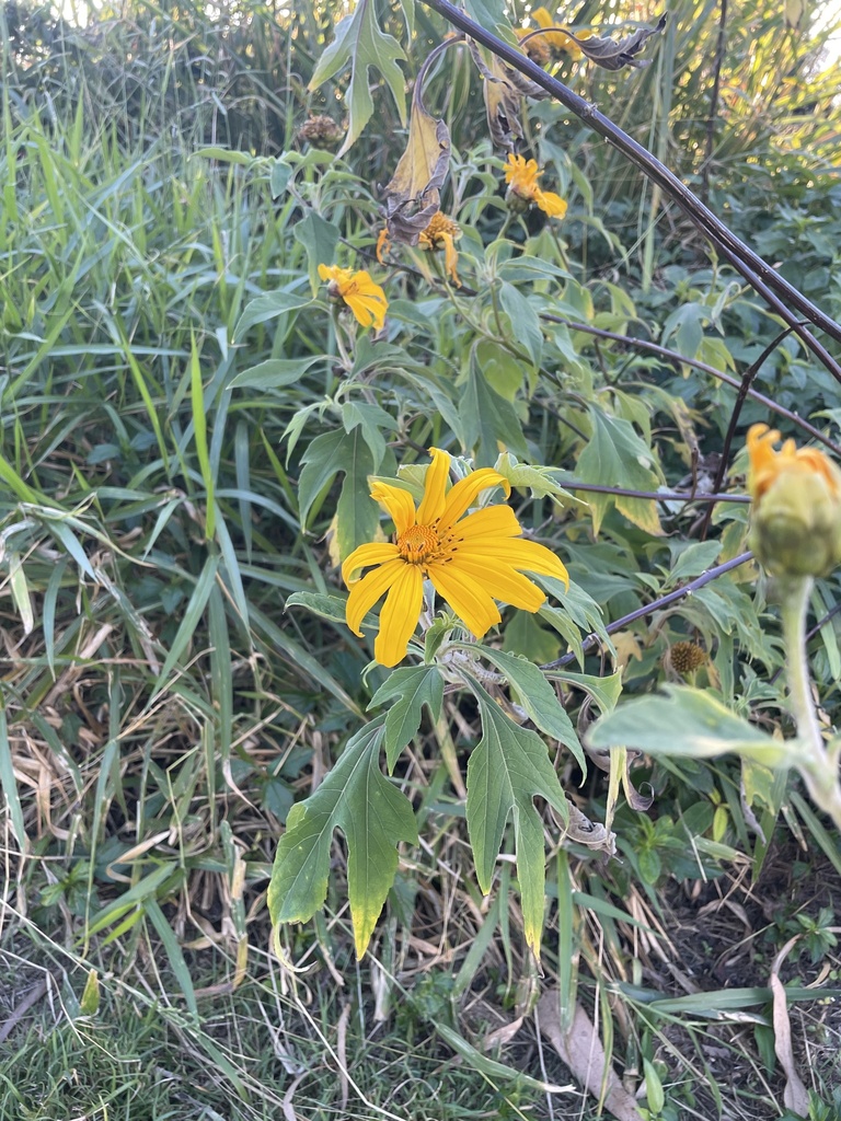 Mexican sunflower from Tindal St, Gordon Park, QLD, AU on July 23, 2024 ...