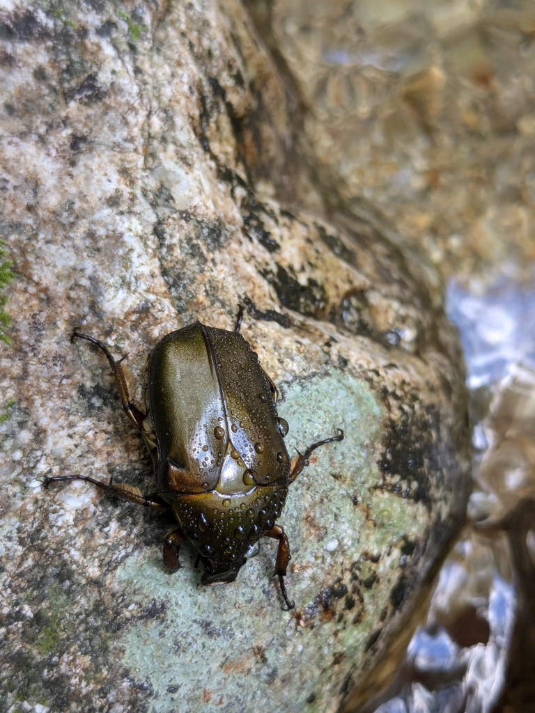 Japanese Drone Beetle from 547-1 Kitakomatsu, Otsu, Shiga 520-0501 ...
