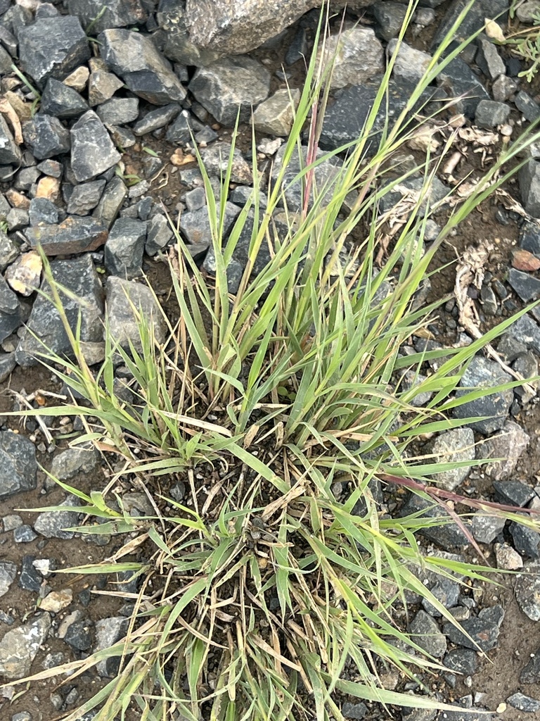Scabrous hideseedgrass from Ulaanbaatar - Mandalgovi Highway, Töv, MN ...