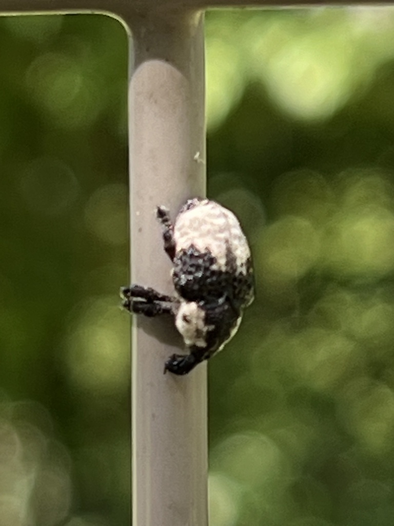 Sternuchopsis trifida from Honshu, Koriyama, Fukushima, JP on July 7 ...