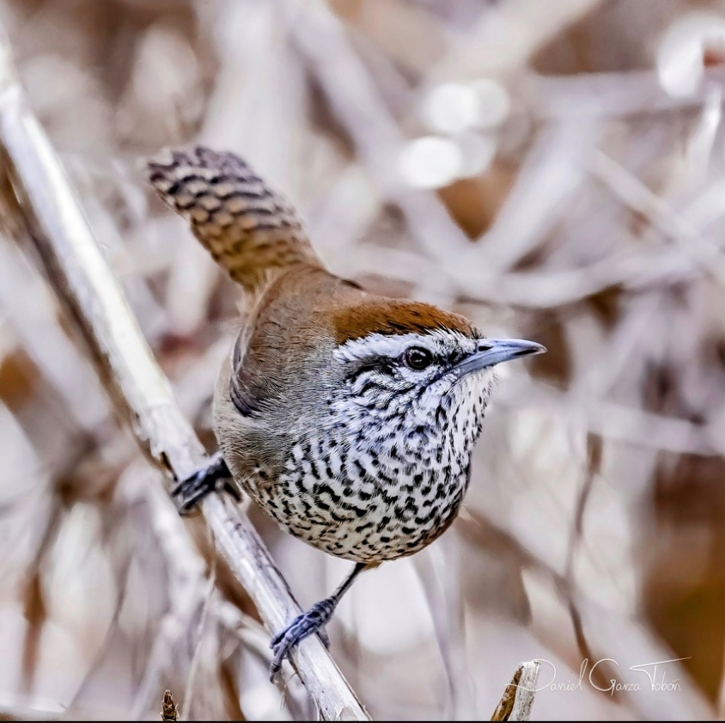 Spot-breasted Wren from Comunidad San Francisco, Santiago, N.L., México ...