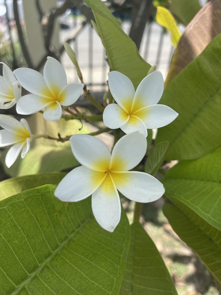 Frangipani trees from Saint Thomas, St. Thomas, United States Virgin ...