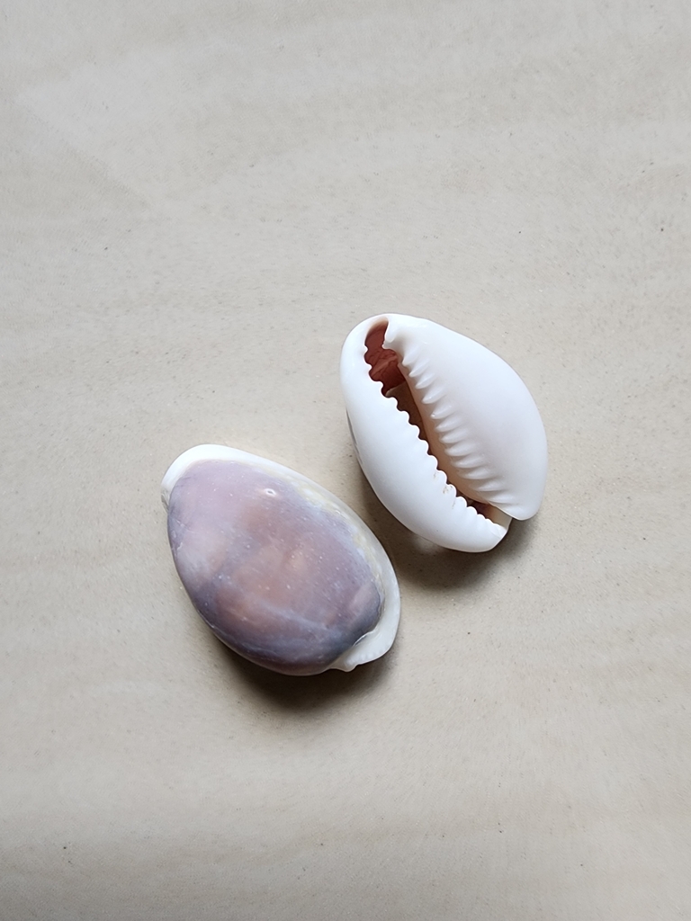 Cowries from Malaysia on July 26, 2024 at 03:12 PM by spinops · iNaturalist