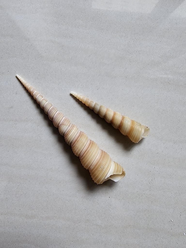 Turritella terebra from Malaysia on July 26, 2024 at 03:35 PM by ...