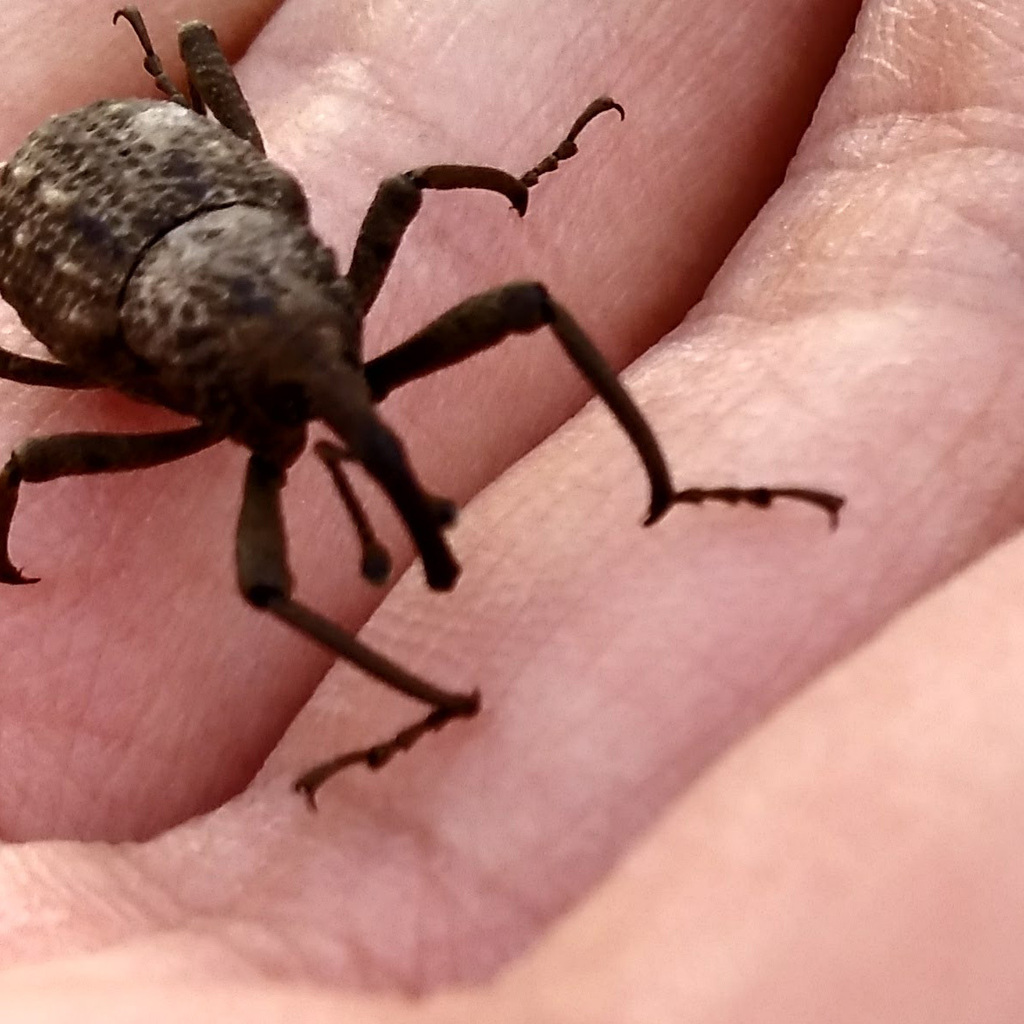 Sipalinus gigas in May 2018 by Miyrumiyru · iNaturalist