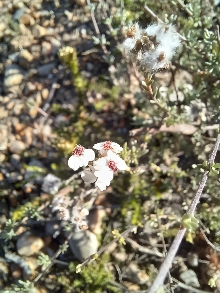 Cape Snow Bush from Mossel Bay Local Municipality, South Africa on July ...