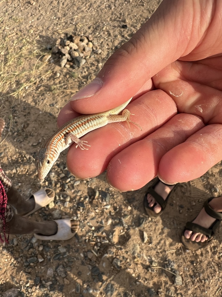 Latastia longicaudata lanzai from Isiolo North, Isiolo, Isiolo, KE on ...