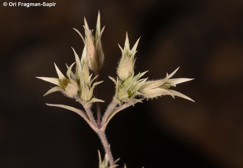 Minuartia meyeri · iNaturalist