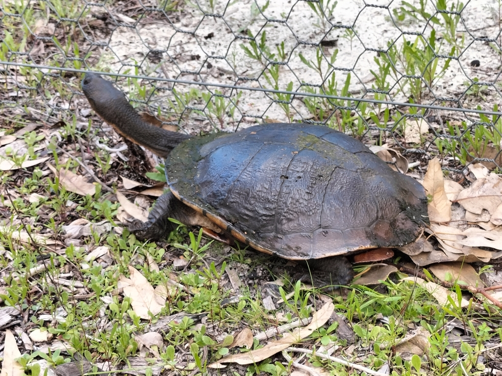 Australasian Snake-necked Turtles from Murdoch Dr Challenger Tafe ...