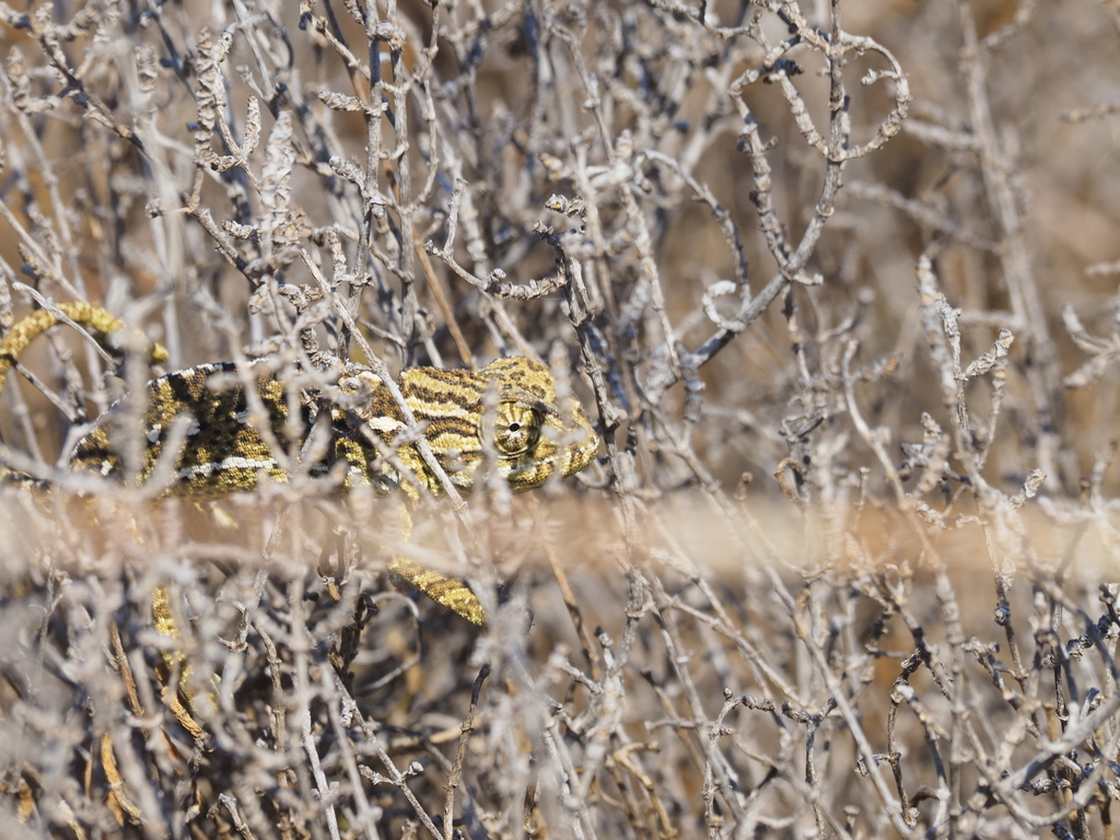 Common Chameleon in June 2024 by Pablo Olivares · iNaturalist