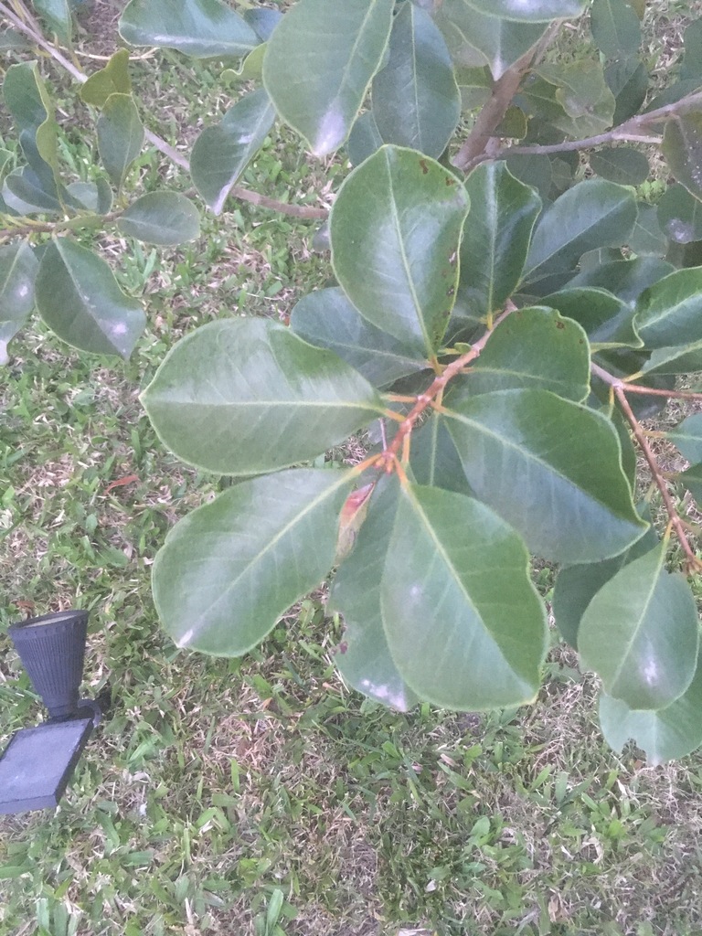 strawberry-guava from Pelotas - RS, Brasil on July 25, 2024 at 05:54 PM ...