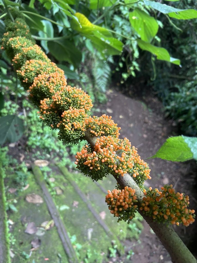 flameberry from Alajuela, Alajuela, CR on July 23, 2024 at 04:27 PM by ...