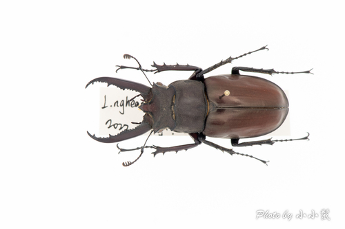 Lucanus ngheanus · iNaturalist