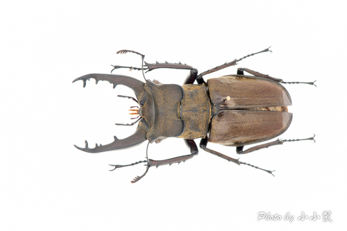 Lucanus fanjingshanus · iNaturalist