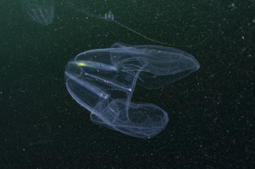 Common Northern Comb Jelly (Bolinopsis infundibulum)