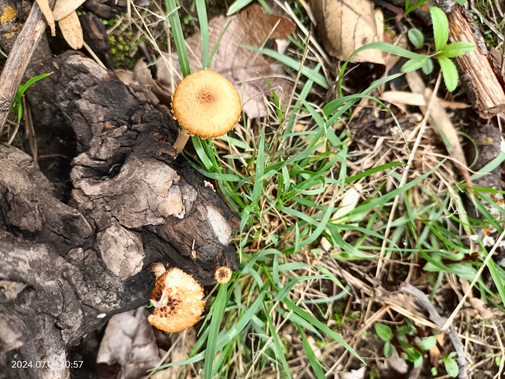 Sulcate Sunhead from PMC5+VQ, 61294 Hacienda de San Antonio, Mich ...