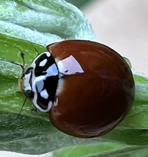 Spotless Lady Beetle from Pheasant Ct, Flower Mound, TX, US on July 26 ...