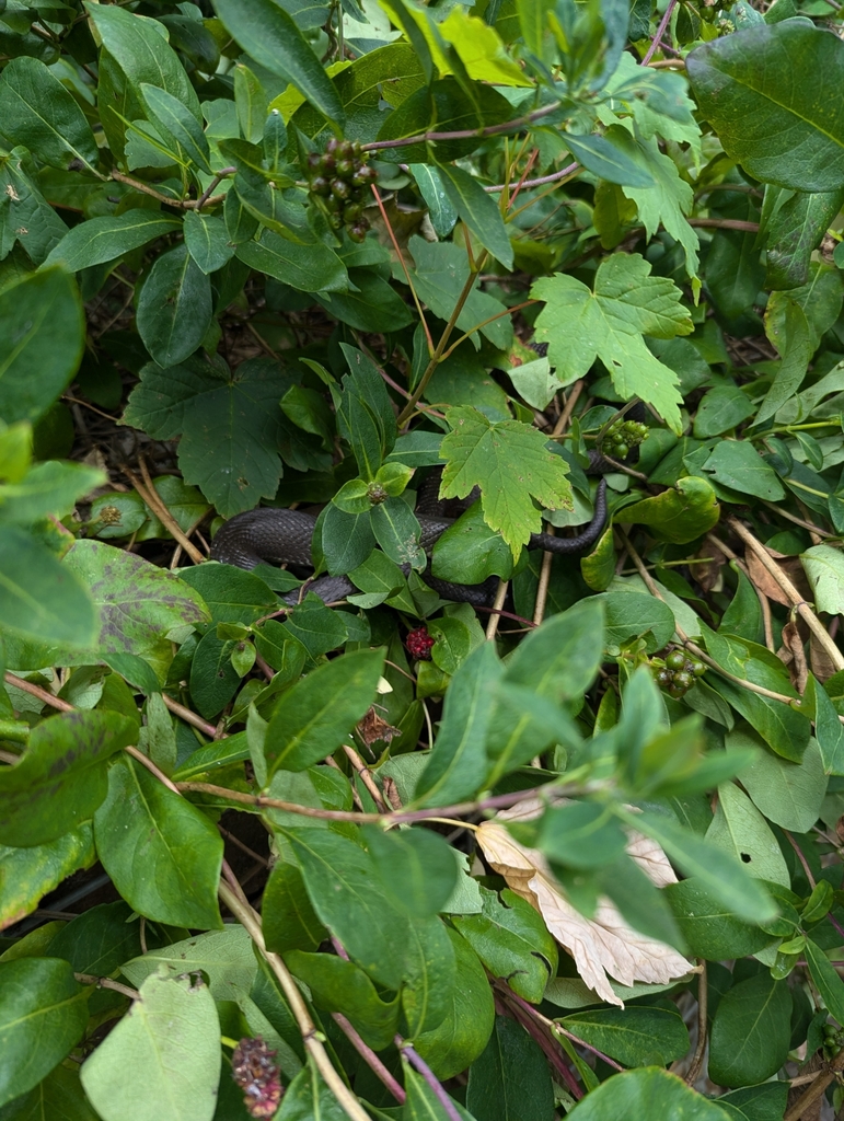 Aesculapian Snake from London NW1 4SX, UK on July 26, 2024 at 03:32 PM ...