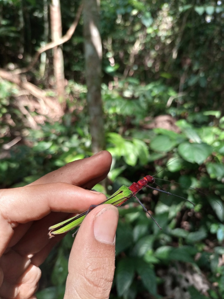 Calvisia from Tebo Regency, Jambi, Indonesia on July 20, 2024 at 01:41 ...