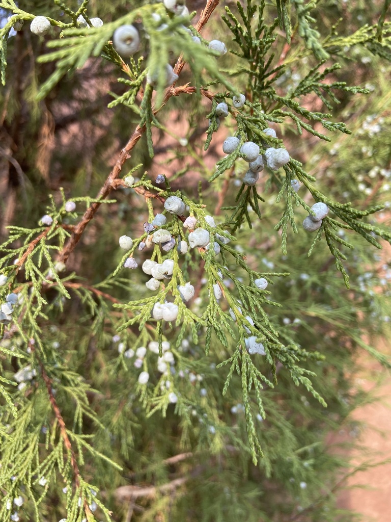 Rocky Mountain Juniper from Red Rock Canyon Path, Colorado Springs, CO ...