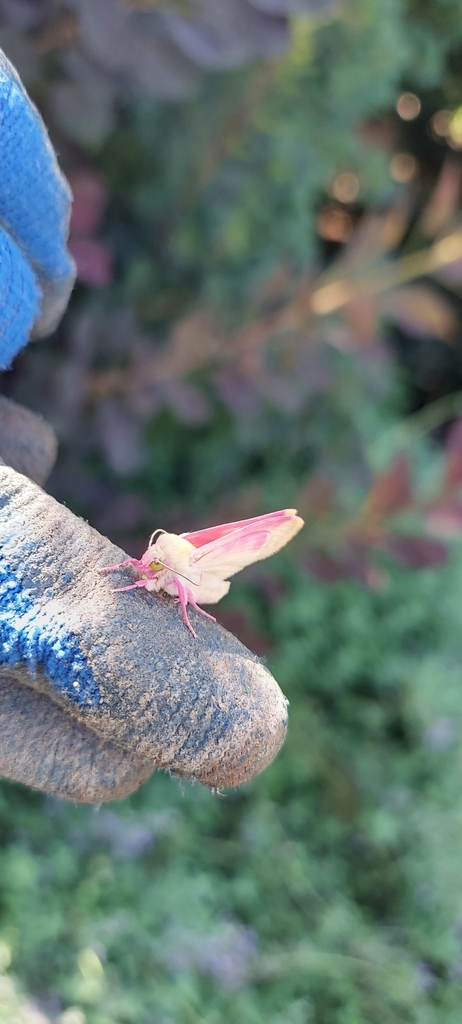 Primrose Moth in July 2024 by Teresa Peterson · iNaturalist
