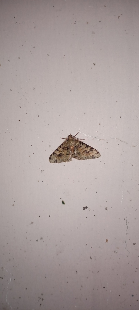 Butterflies and Moths from Pakang khas AL 734314, Paygang Khasmahal ...