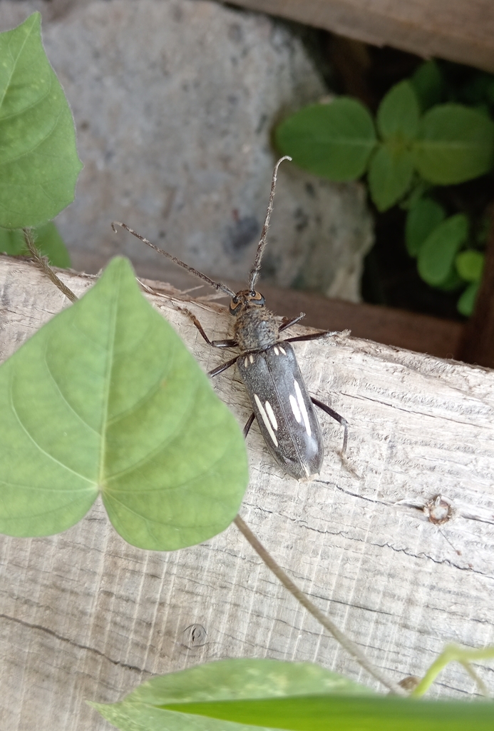 Susuacanga hatsueae desde Los Cuirindales, 61900 Nocupétaro de Morelos ...