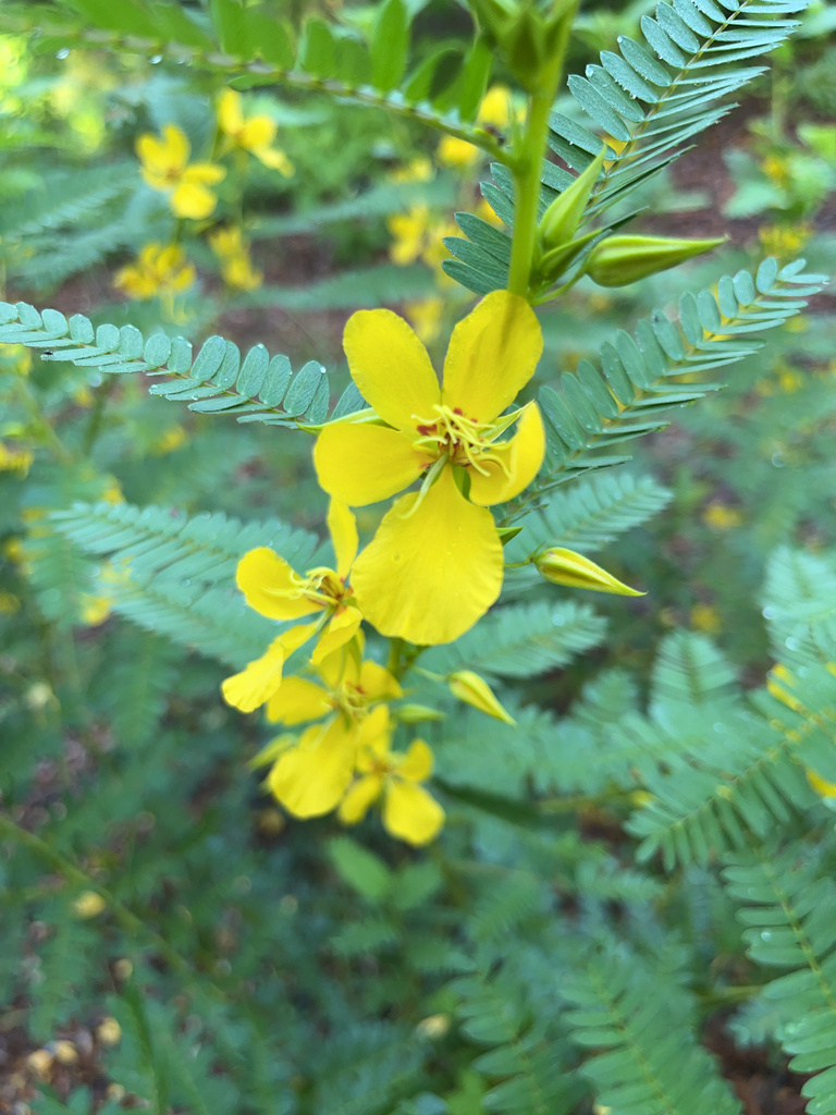 partridge pea from Third Ave W, Palmetto, FL, US on July 26, 2024 at 11 ...