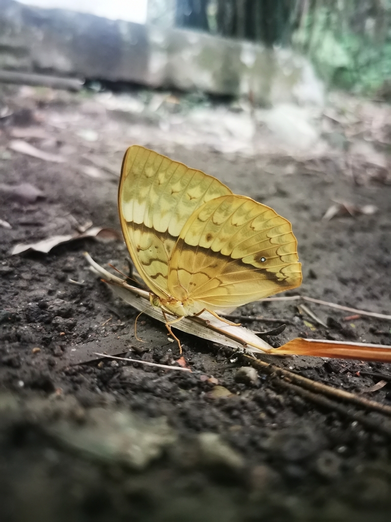 Enispe lunatus from 中國成都都江堰市 邮政编码: 611845 on July 12, 2024 at 06:14 PM ...