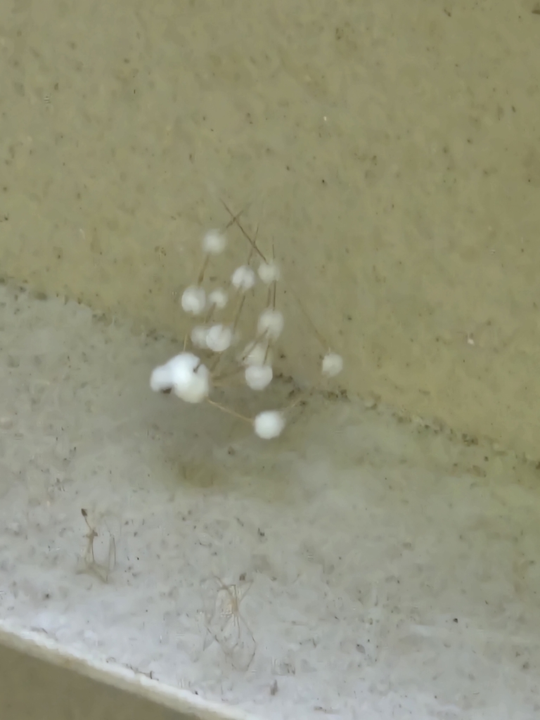 Engyodontium aranearum from London, ON N6H 3J1, Canada on July 26, 2024 ...