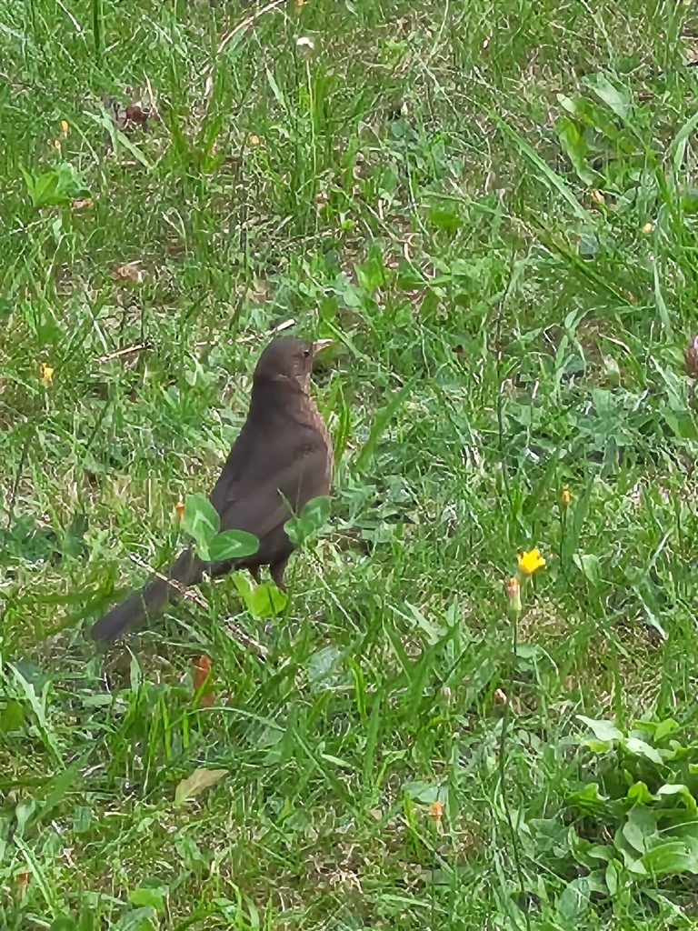 Eurasian Blackbird from Gmina Stupsk, Poland on July 26, 2024 at 07:53 ...