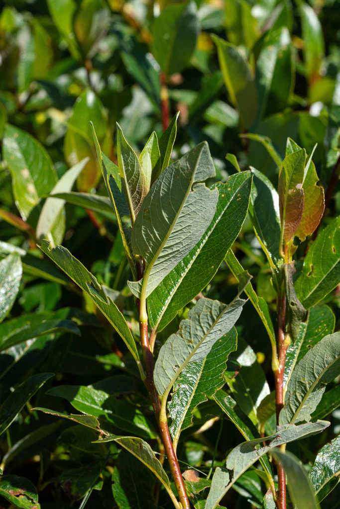 tea-leafed willow in July 2024 by Mark. Lvs whitened abaxially, entire ...