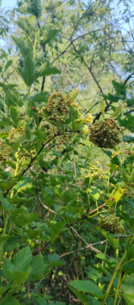 common ninebark from Springfield Township, OH, USA on July 26, 2024 at ...