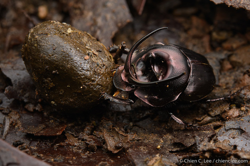 Proagoderus watanabei · iNaturalist