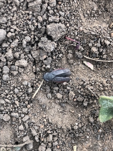 Cuerna kaloostiani · iNaturalist United Kingdom