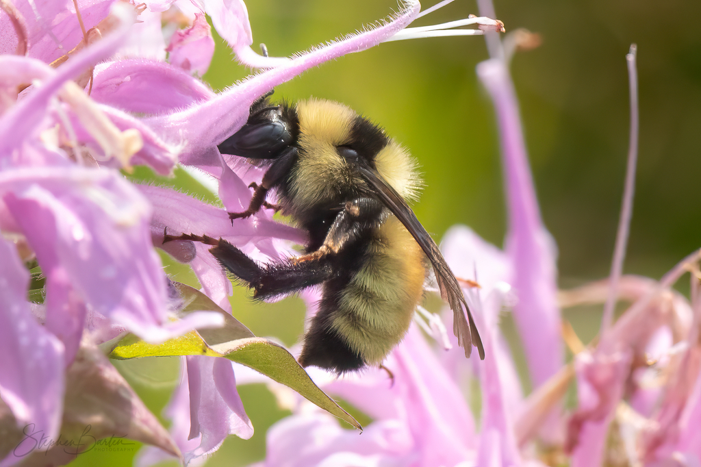 Golden Northern Bumble Bee in July 2024 by Stephen Barten · iNaturalist