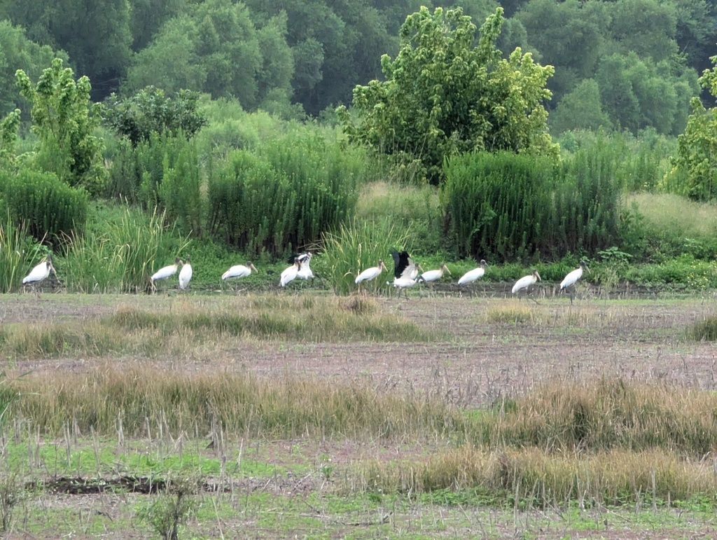 Wood Stork from Dallas County, TX, USA on July 26, 2024 at 09:54 AM by ...
