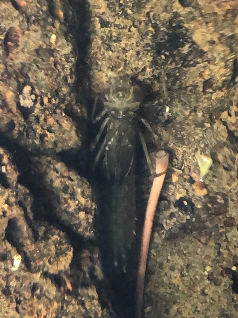 Giant Hawaiian Darner in July 2024 by Adrian Burke. huge nymph. scared ...