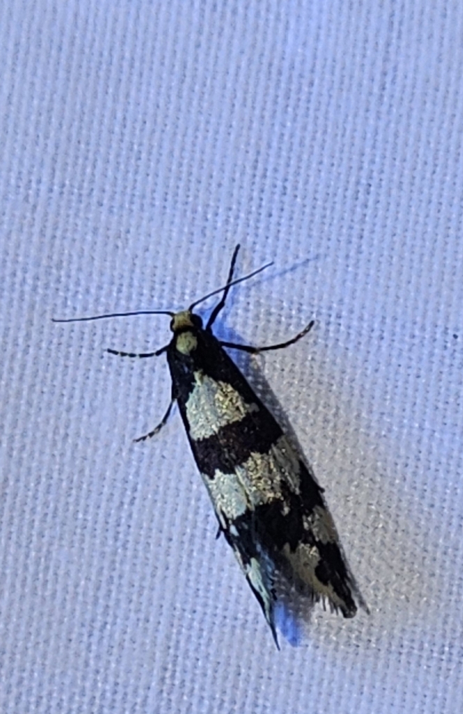 Bagworm Moths from Unincorp. Riverland, AU-SA, AU on July 26, 2024 at ...