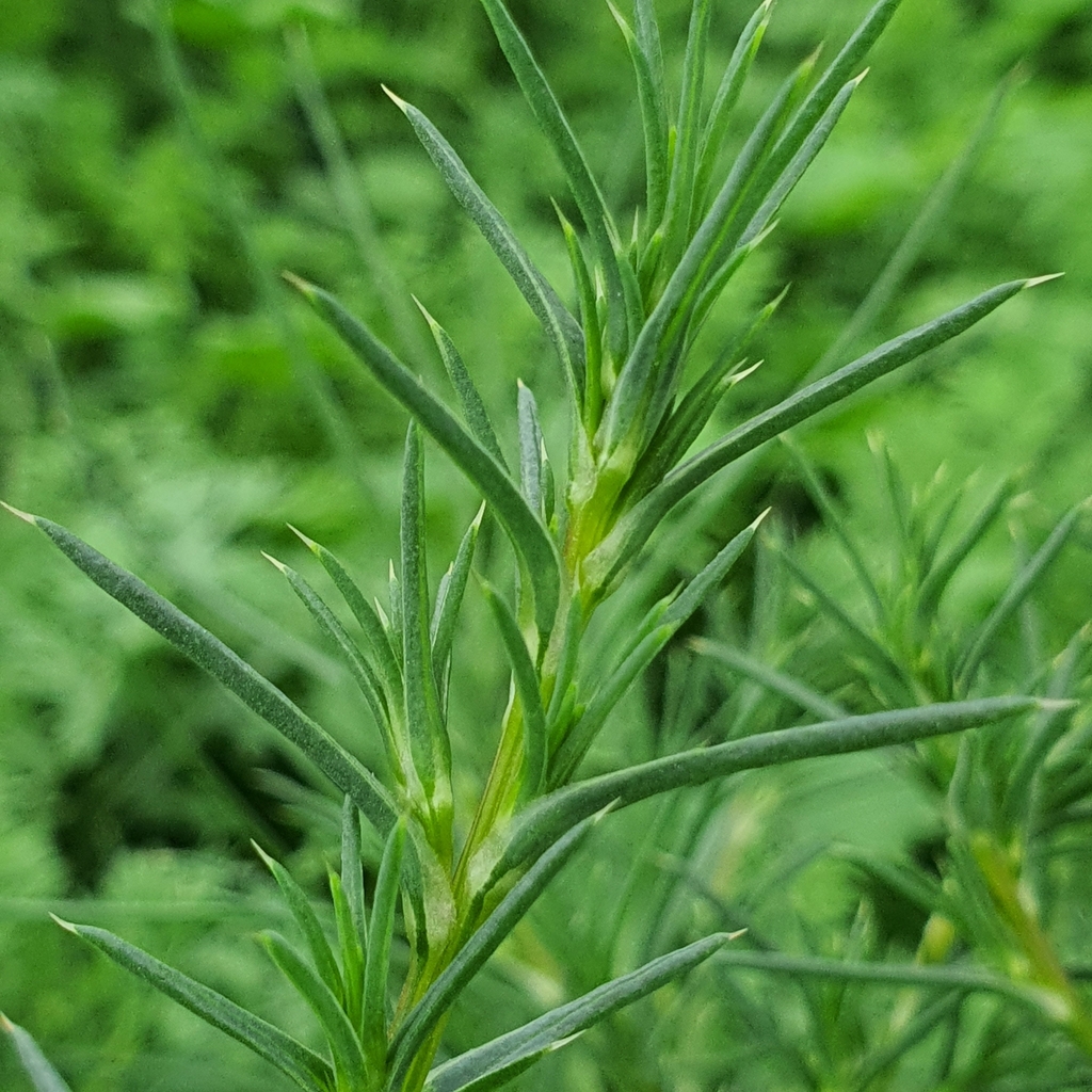 cardo ruso desde Paseo de los Solares, Hgo., México el 26 de julio de ...