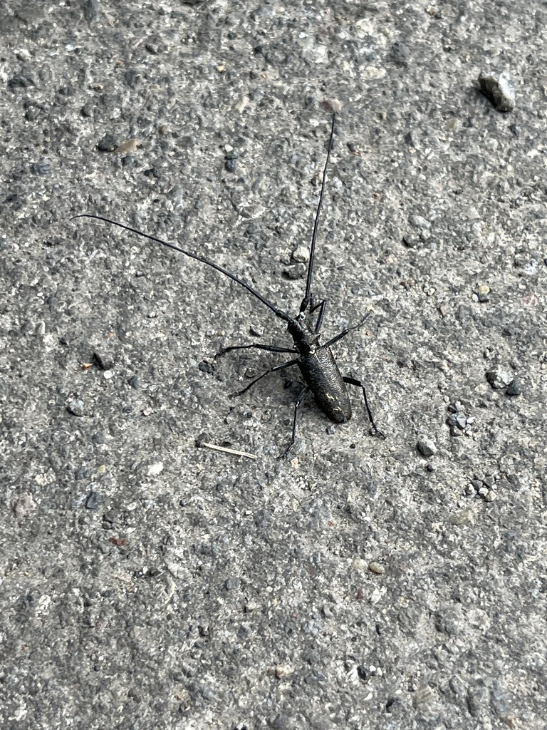 Longhorn Beetles from Yellowstone National Park, Teton County, US-WY ...