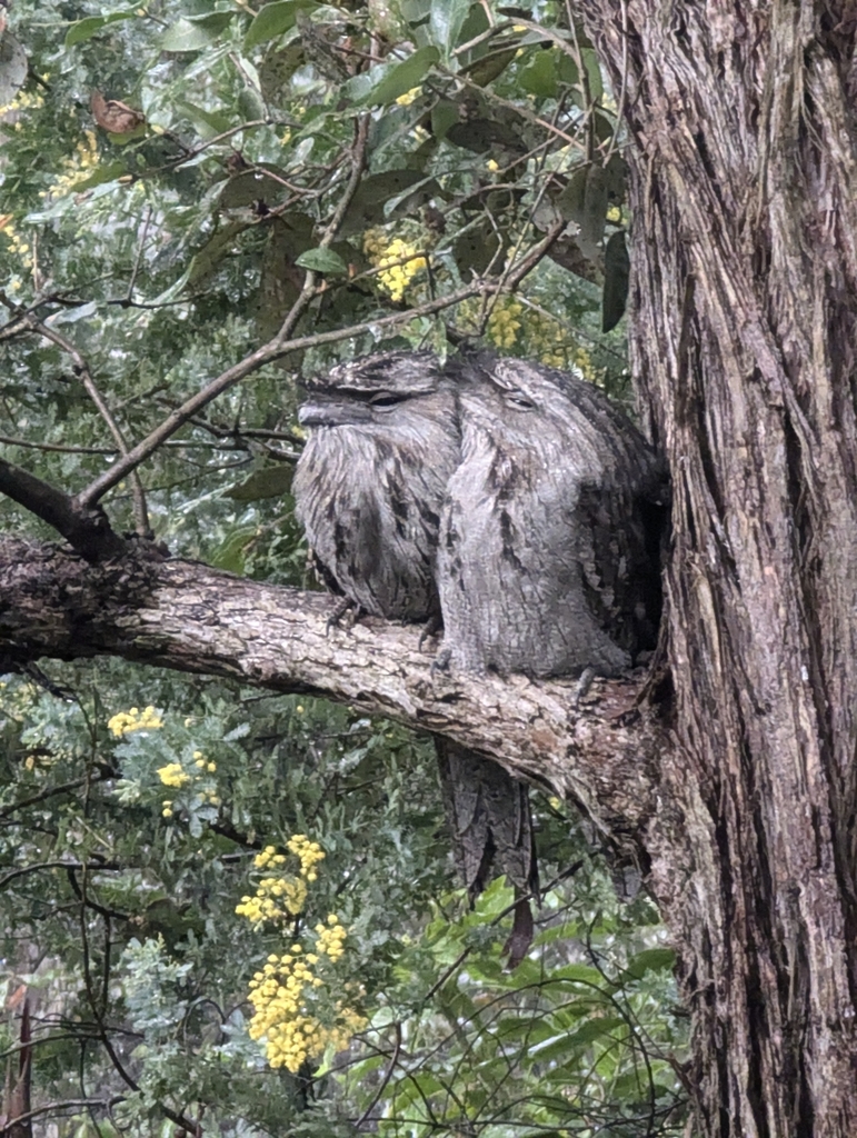 Tawny Frogmouth in July 2024 by Lucas Boyer · iNaturalist
