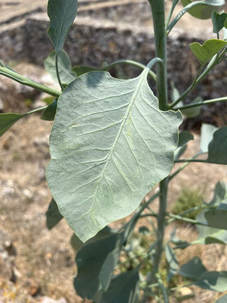 tree tobacco from Dainzú, San Jerónimo Tlacochahuaya, Oax., MX on May ...