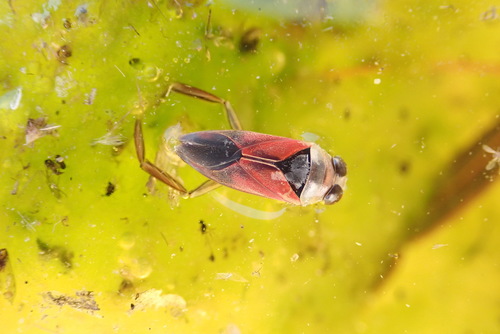 (Notonecta lobata)