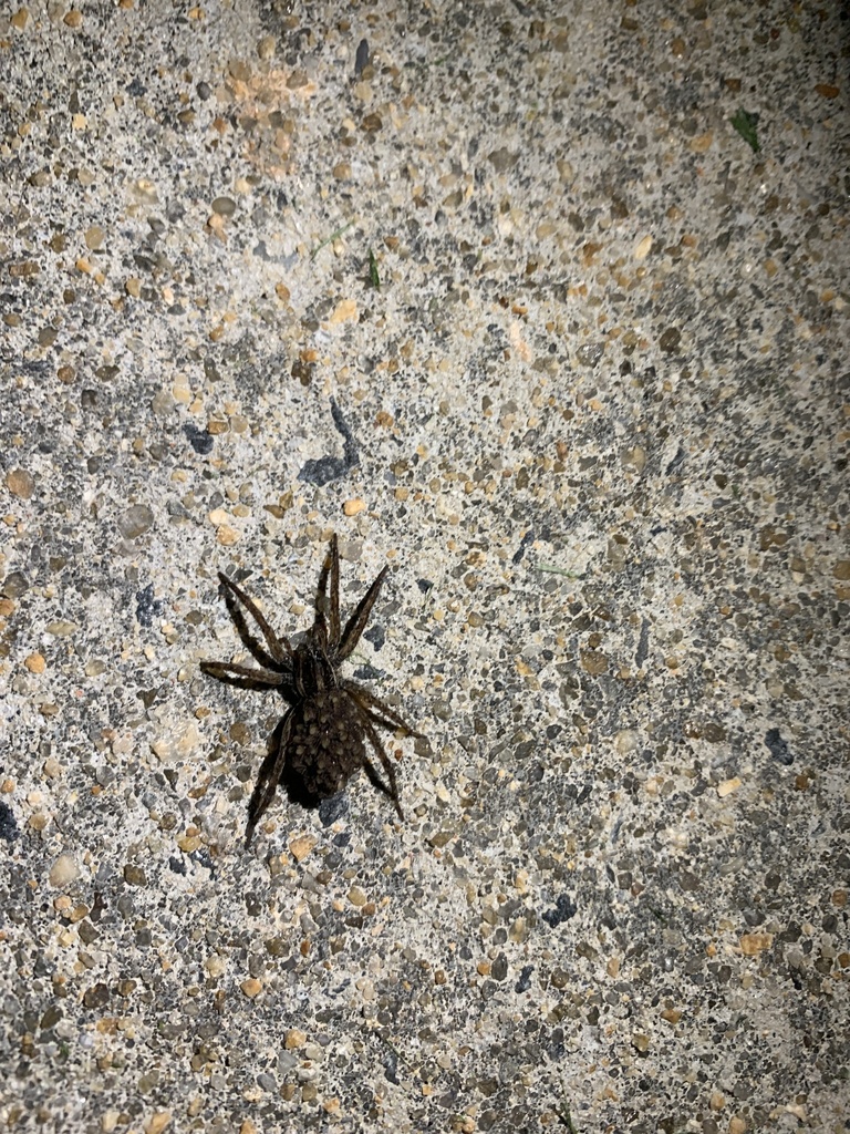 Wolf Spiders from Sunset Fairways Dr, Holly Springs, NC, US on July 26 ...