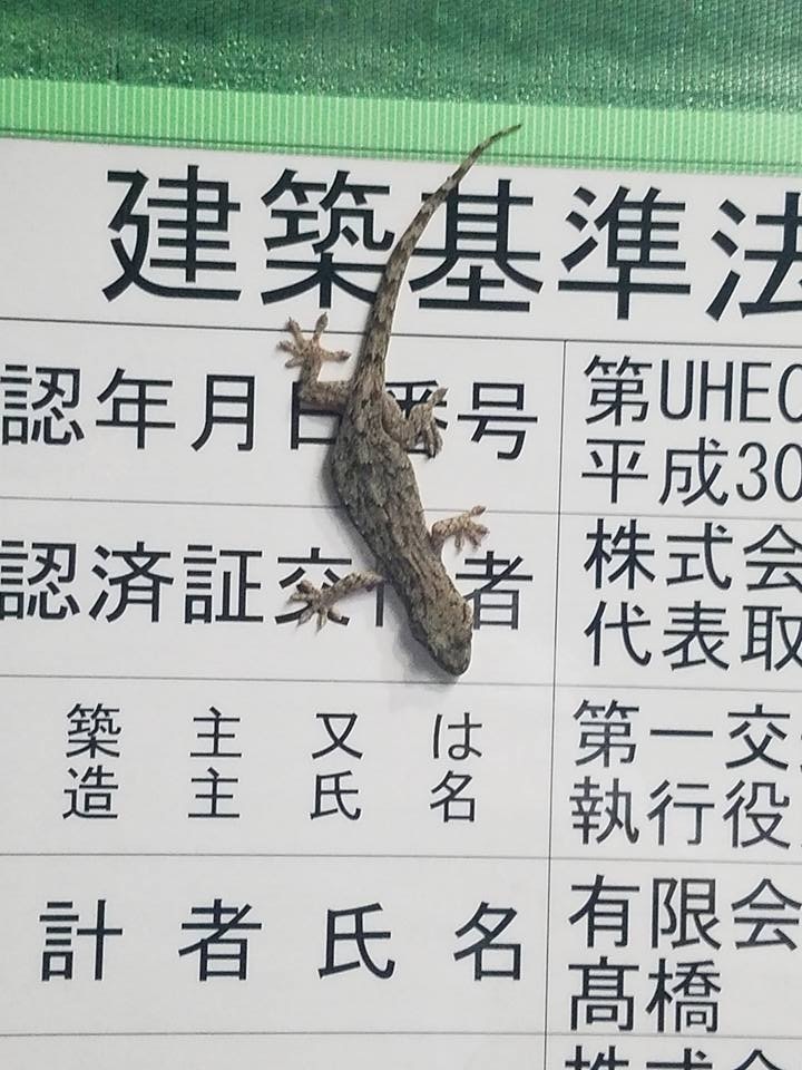 Japanese Giant Gecko in May 2021 by Maggie Bartolovich · iNaturalist